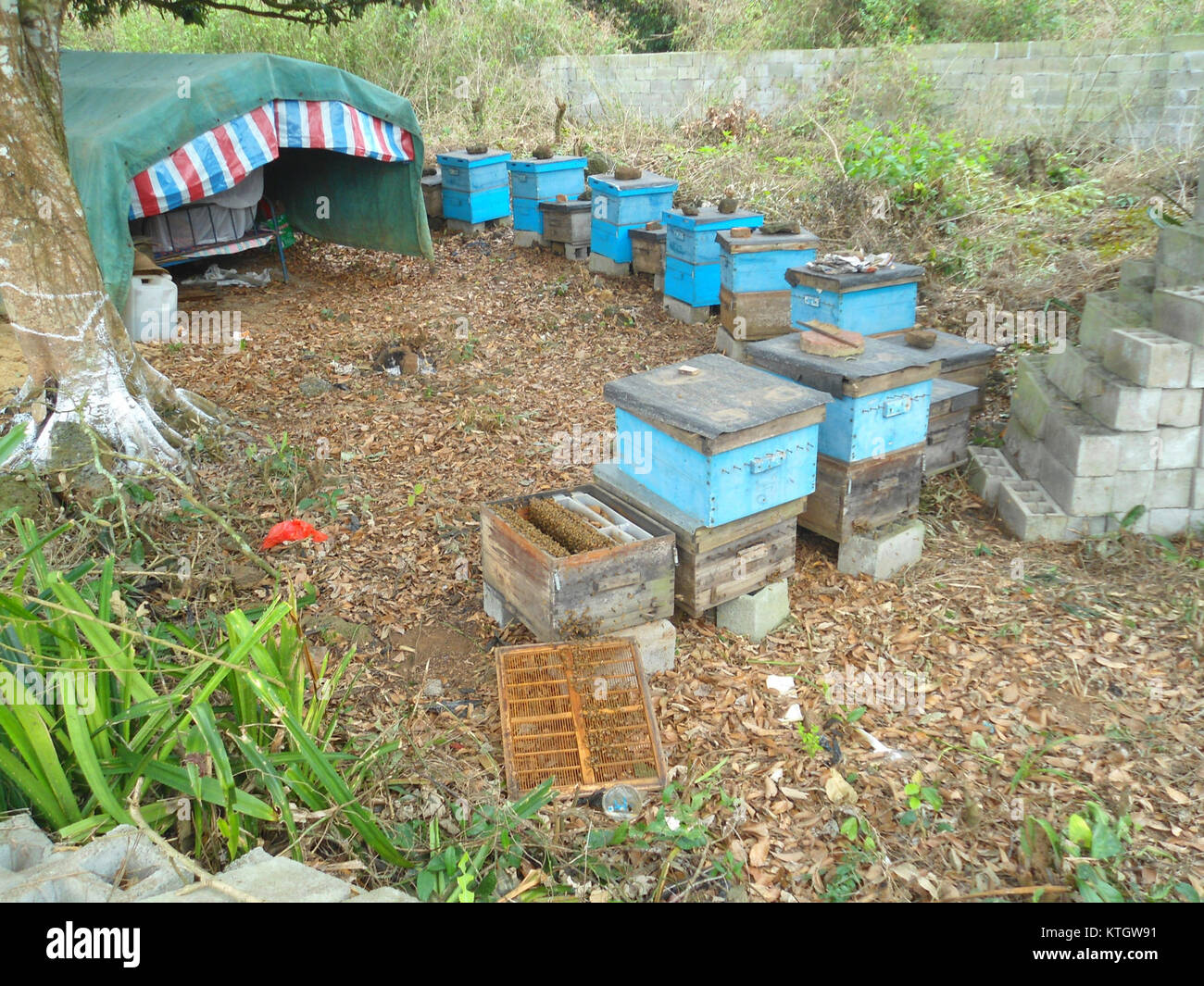 Beekeeping history hi-res stock photography and images - Alamy