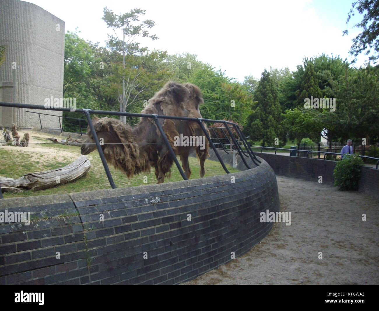 London zoo old photograph hi-res stock photography and images - Alamy
