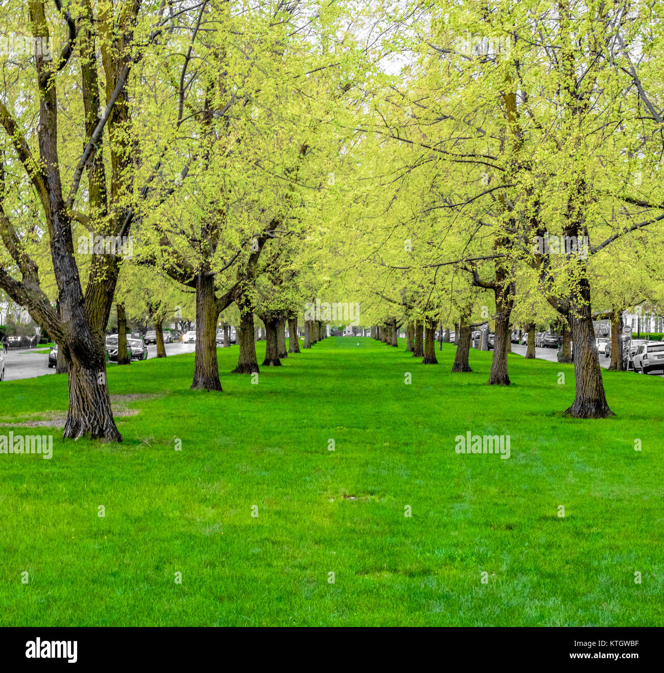 Exterior daytime stock photo of trees with yellow leaves lining green ...