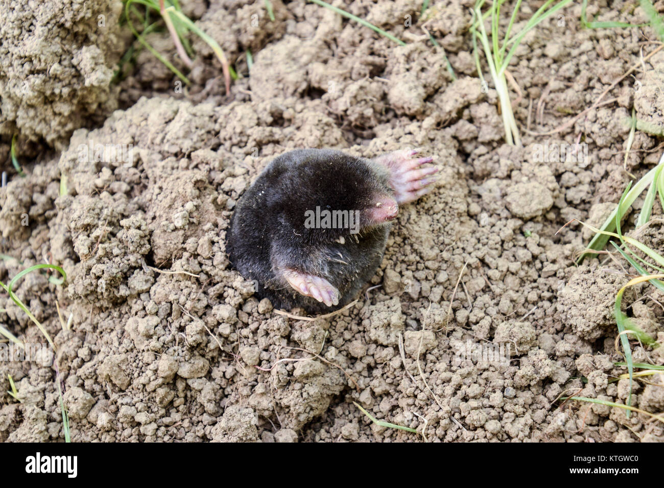 mole climbs out of the hole. Black mole. A mound of earth from a mole ...