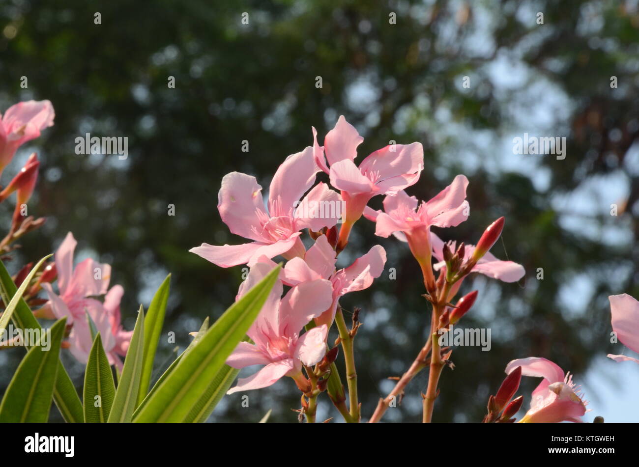 Nerium oleander in the park. Beautiful flowers in the park Stock Photo ...