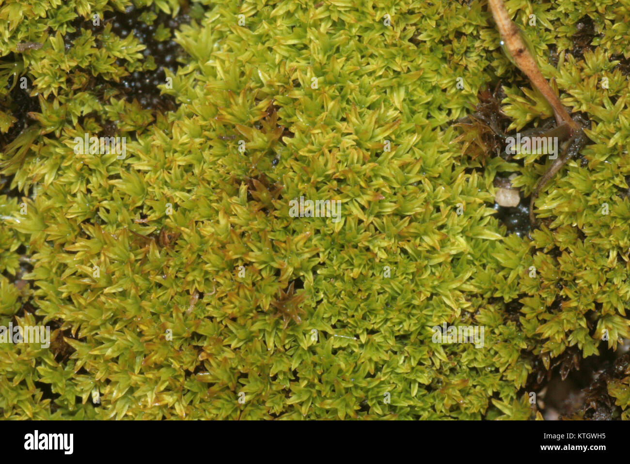 Various species of bryophytes hi-res stock photography and images - Alamy