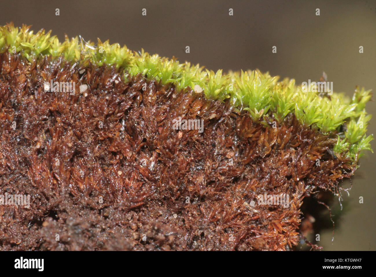 Convoluta hi-res stock photography and images - Alamy