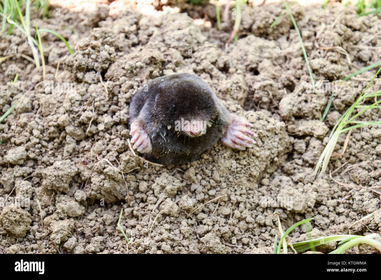 mole climbs out of the hole. Black mole. A mound of earth from a mole ...