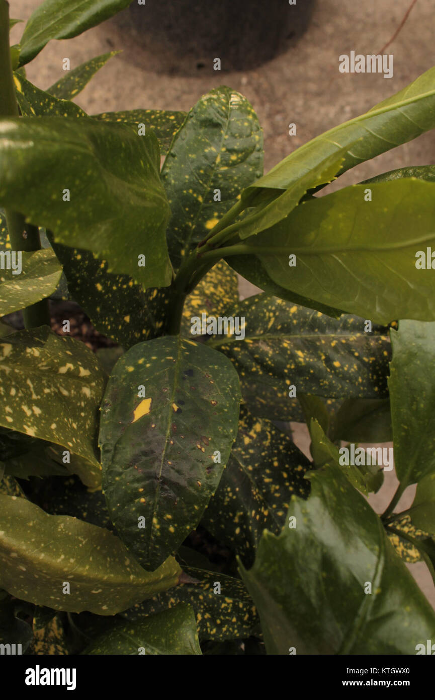 Plant specimen catalog hi-res stock photography and images - Alamy