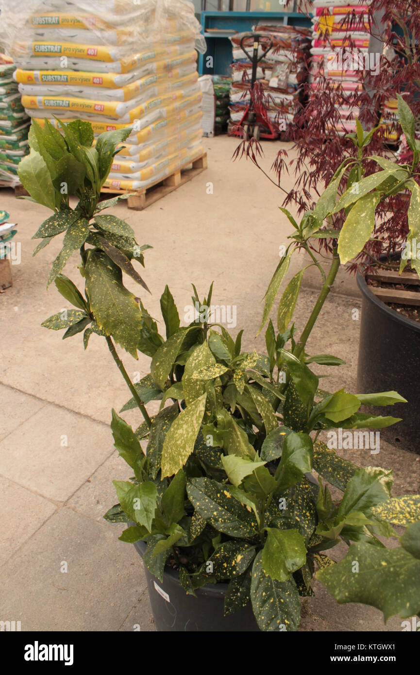 10944 hi-res stock photography and images - Alamy