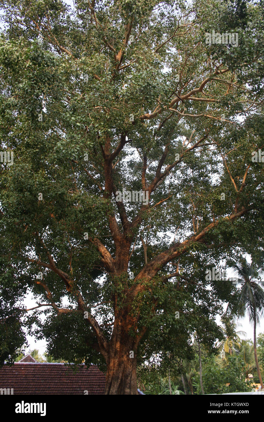 Banyan Tree at Anjumoorthy Temple Stock Photo - Alamy