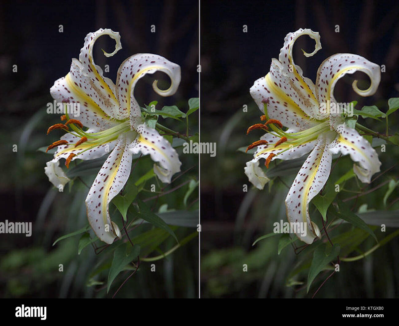 Auto-correct white balance is a feature in digital photography used to ...