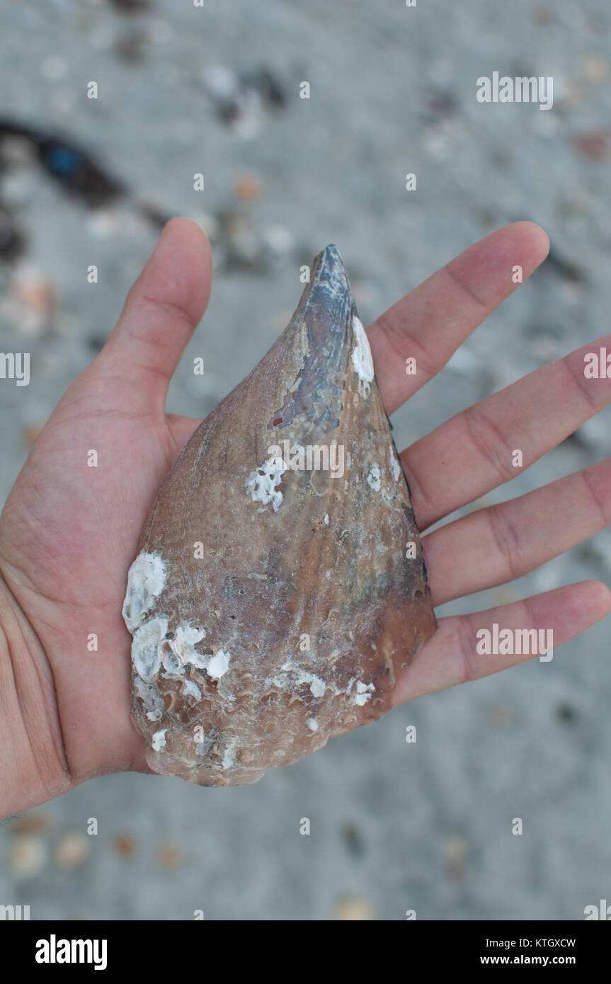 This title refers to a top shell of the species Atrina seminuda, a ...