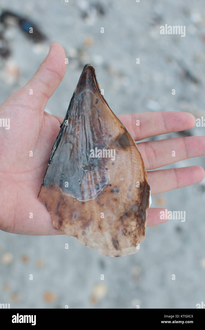 Atrina hi-res stock photography and images - Alamy