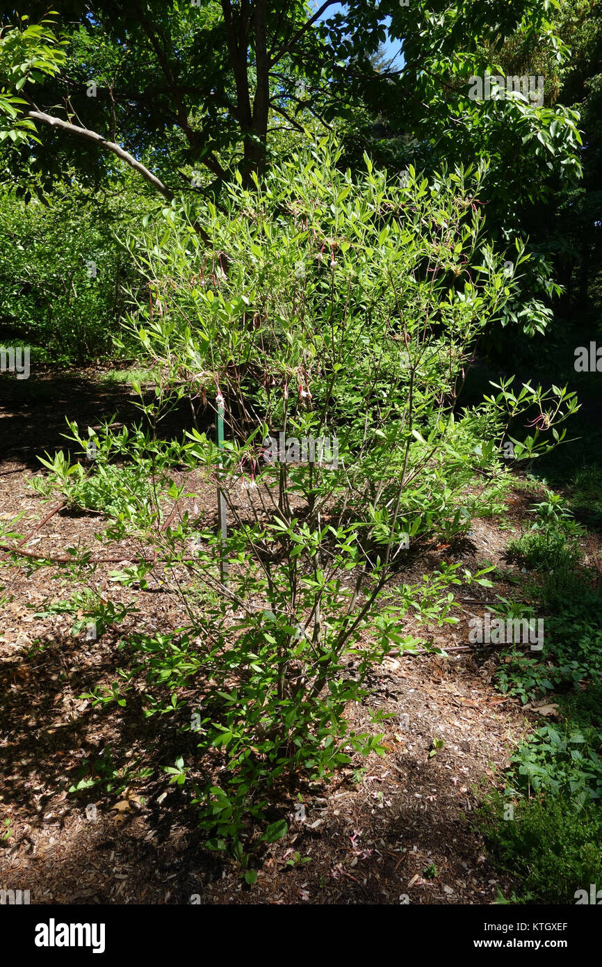 Azalea alabamensis, also known as Rhododendron alabamensis, is a rare ...