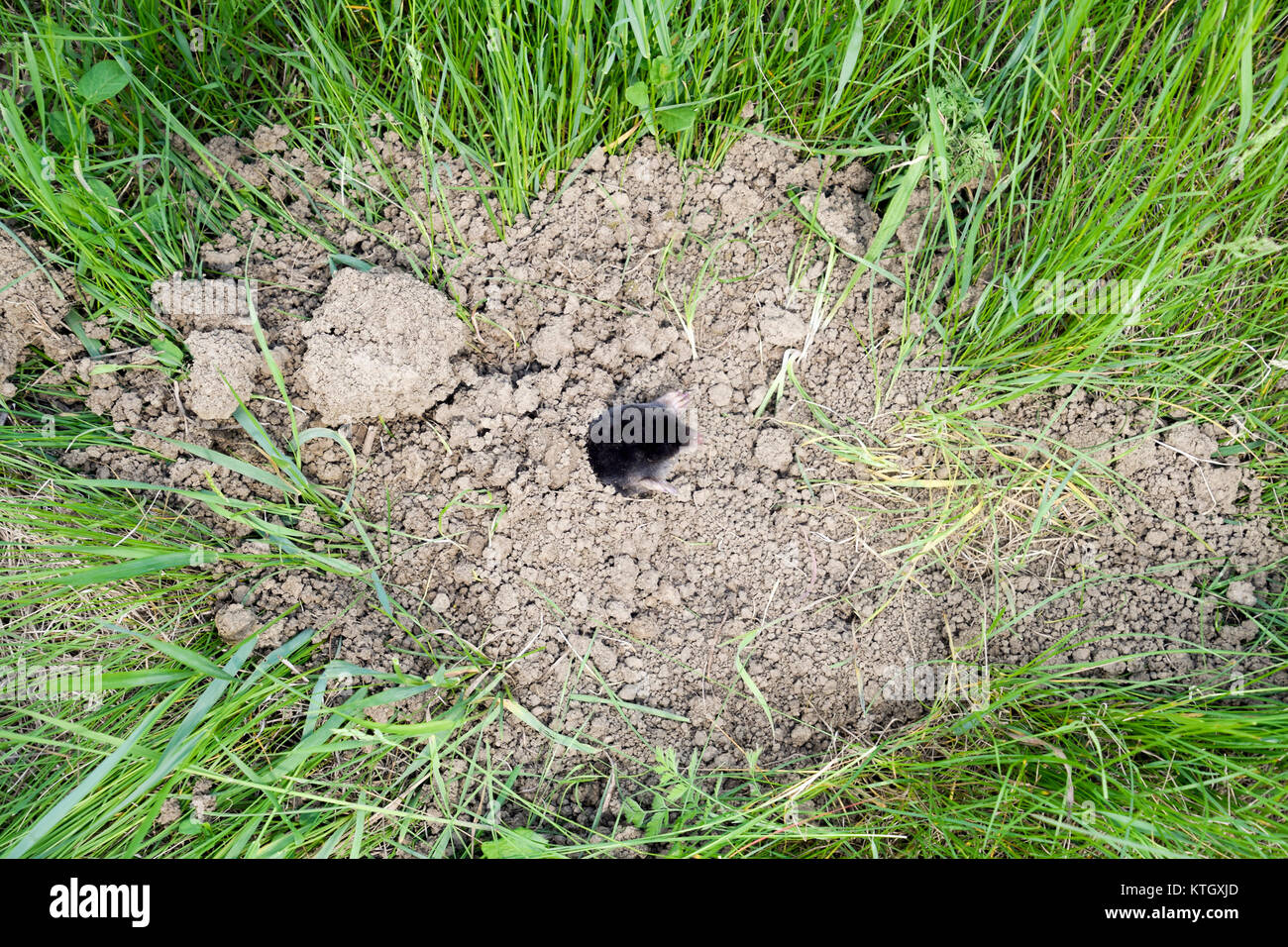 mole climbs out of the hole. Black mole. A mound of earth from a mole ...