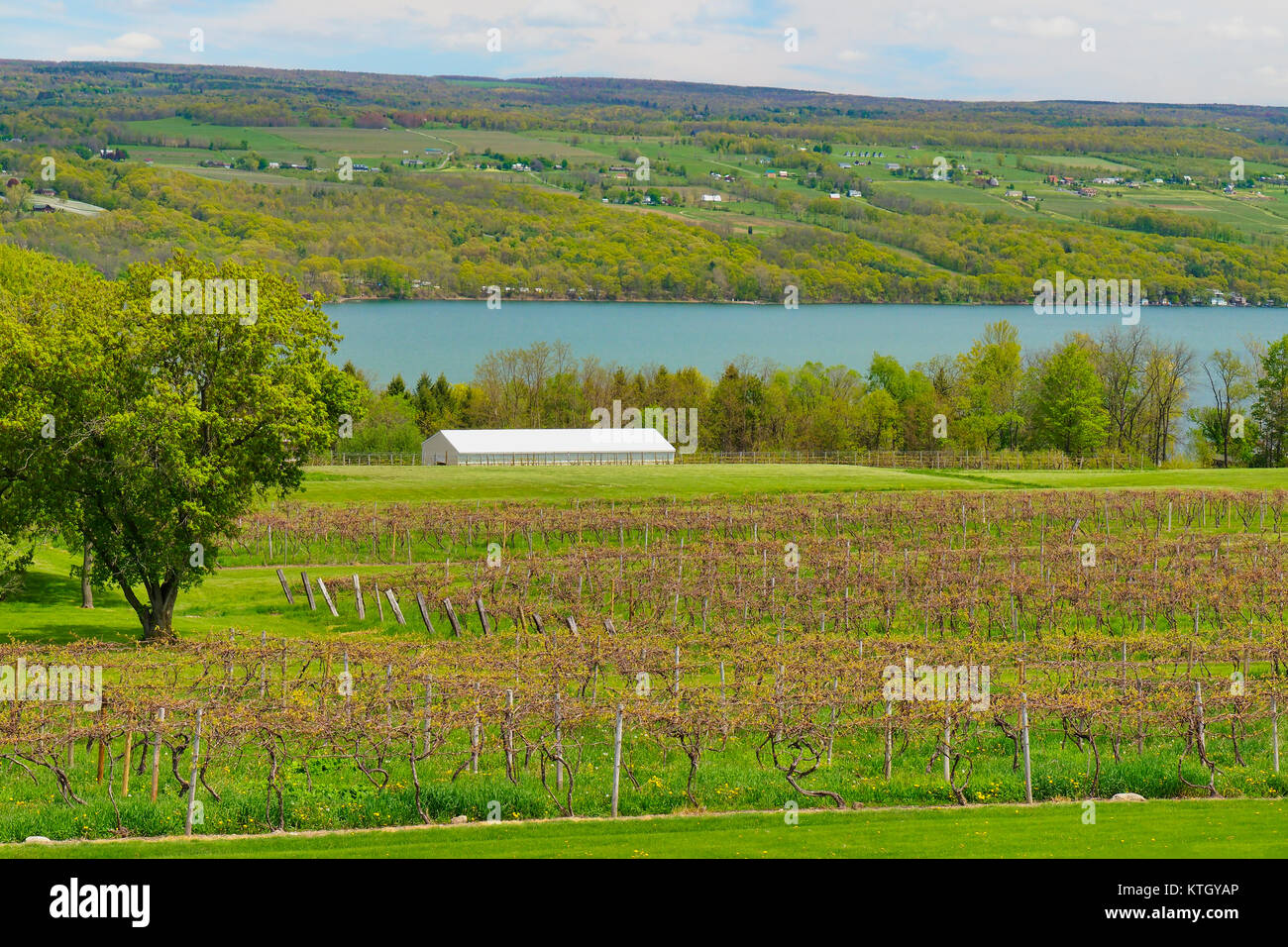 Glenora Wine Cellars, Finger Lakes, Dundee, New York, USA Stock Photo ...