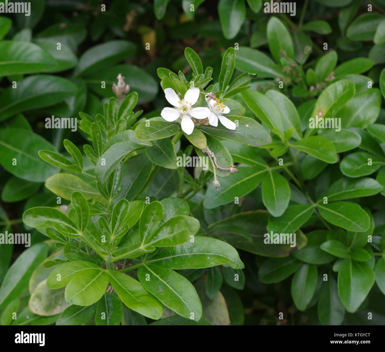 Au bord du chemin 4, meaning 'At the Side of the Road 4' in French ...