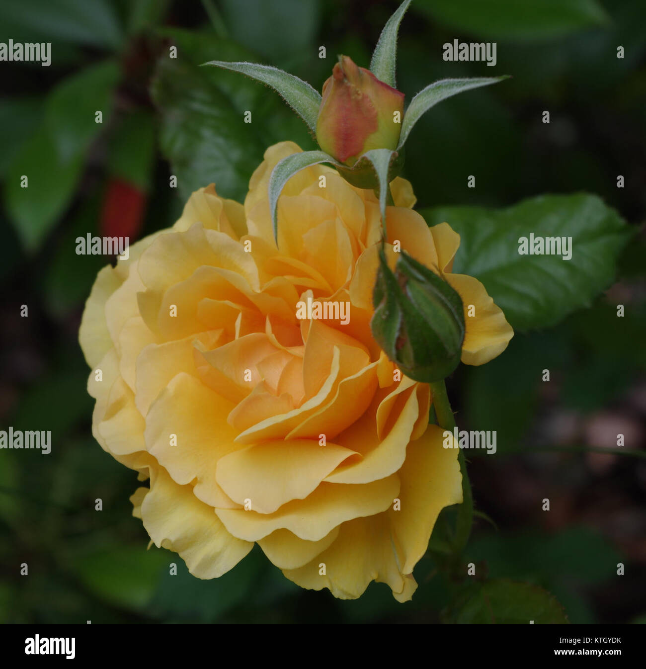 Rose jaune hi-res stock photography and images - Alamy