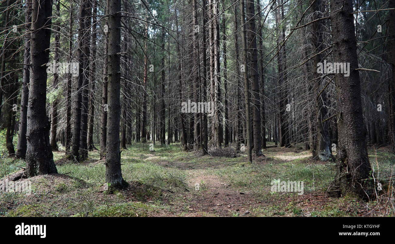 Pine forest. Depths of a forest. Journey forest paths. Trees without ...