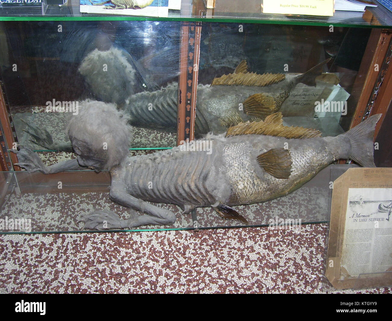 A photograph titled 'Banff Merman', possibly depicting a mythical ...