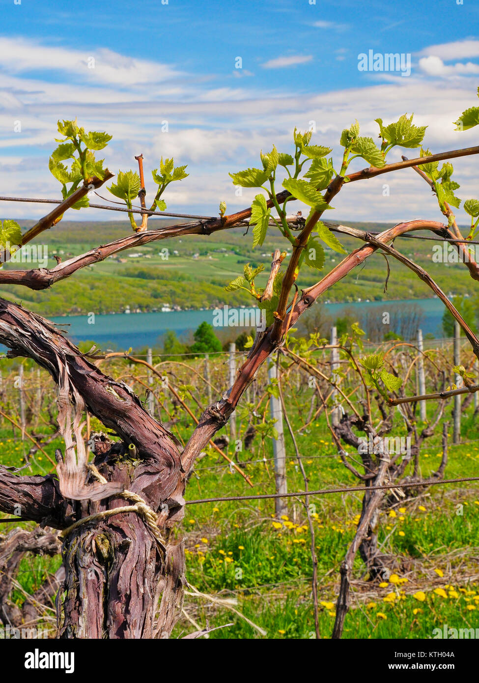 Glenora grape hi-res stock photography and images - Alamy