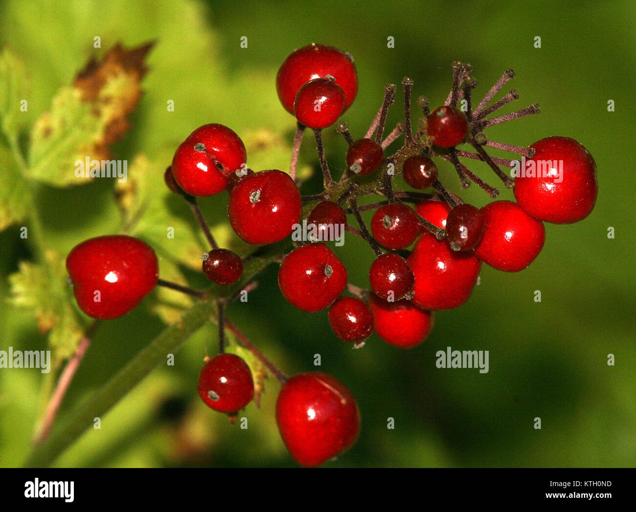 Poisonous plants poisonous toxic baneberry hi-res stock photography and ...