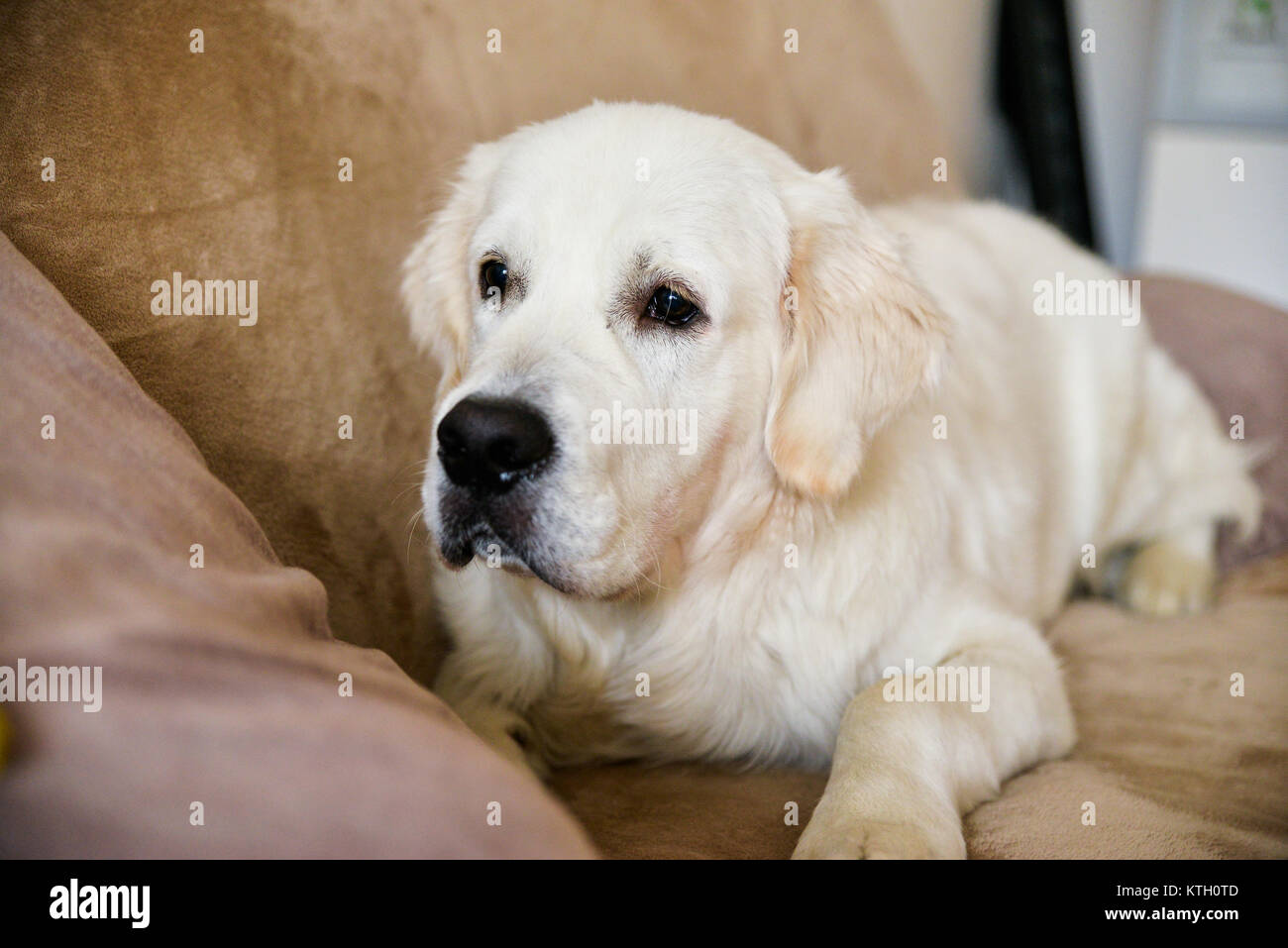 A beautiful British Golden Retriever portrait, dog sitting inside the ...