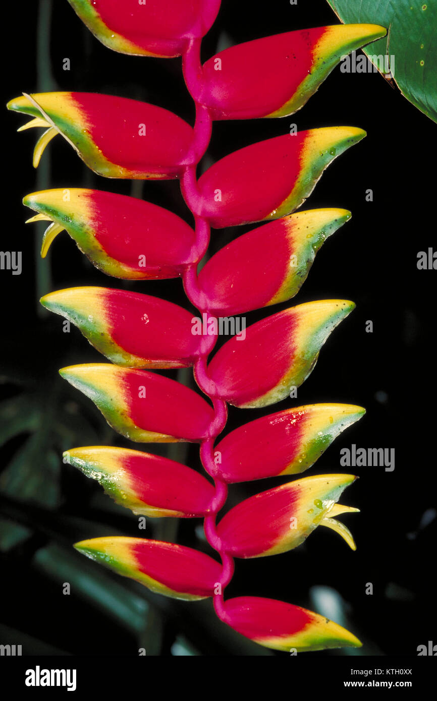 Heliconia pendula hi-res stock photography and images - Alamy