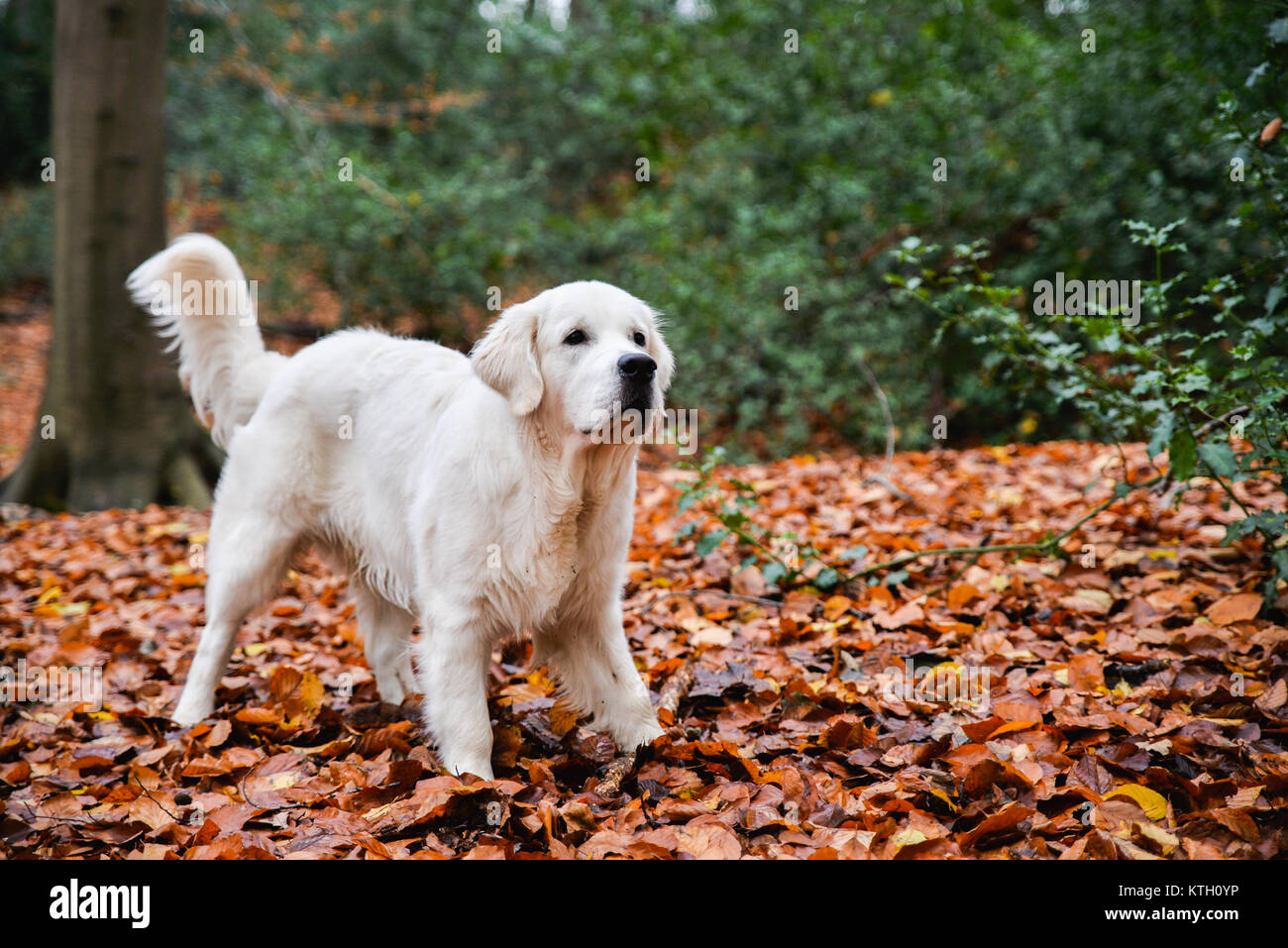 A dog playing outdoors in a forest in fall season Stock Photo - Alamy