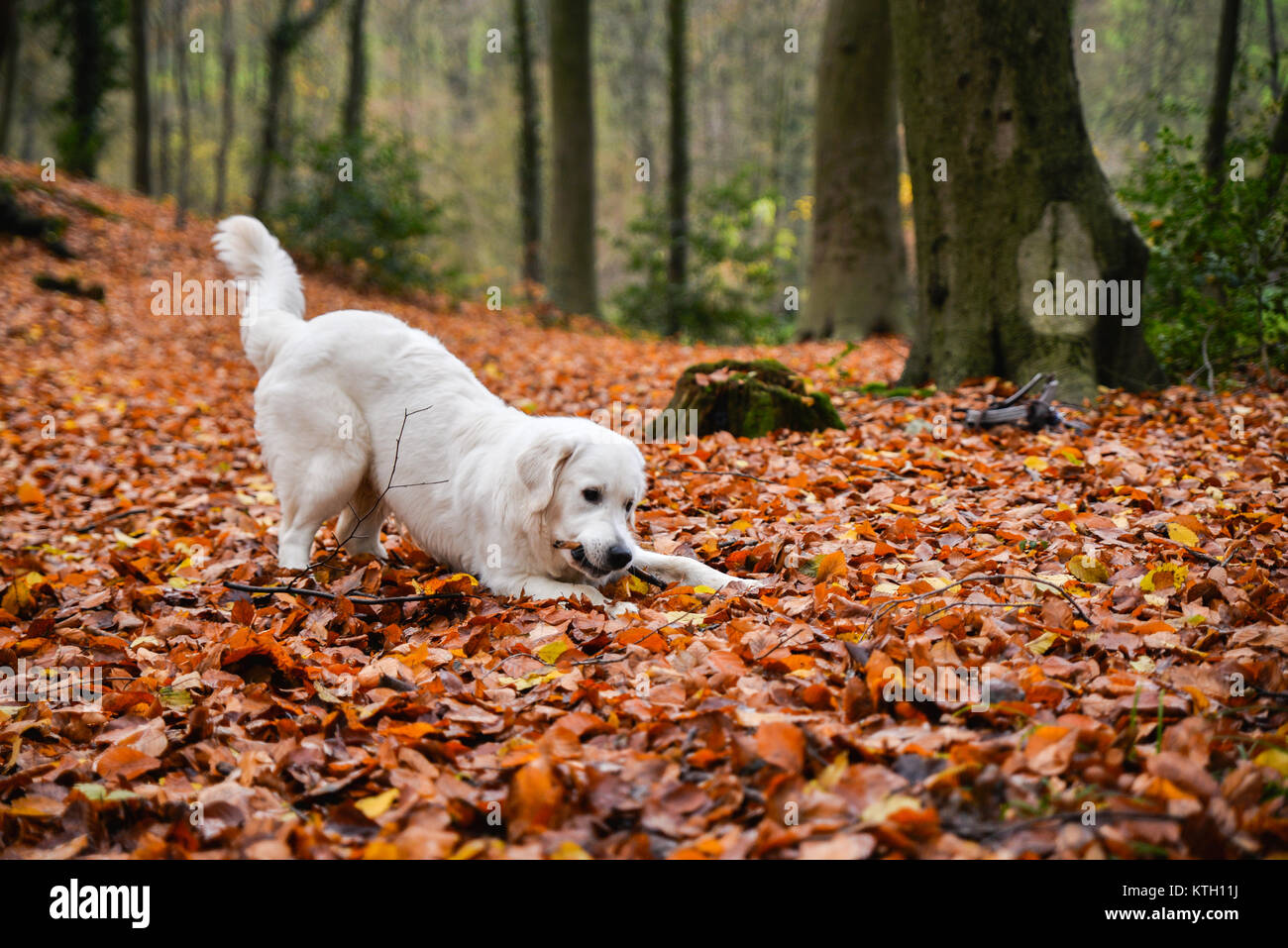 A dog playing outdoors in a forest in fall season Stock Photo - Alamy