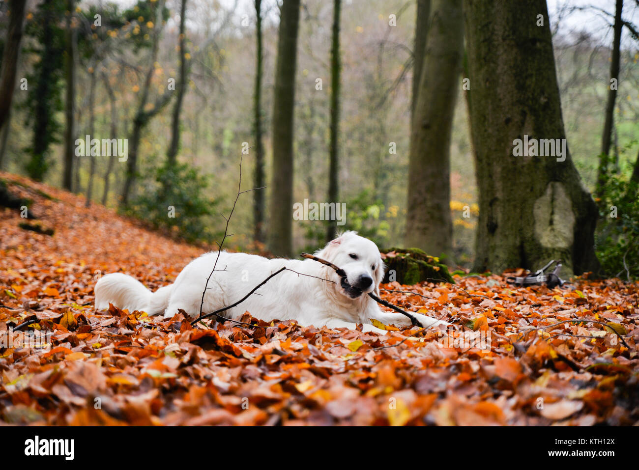 A dog playing outdoors in a forest in fall season Stock Photo - Alamy