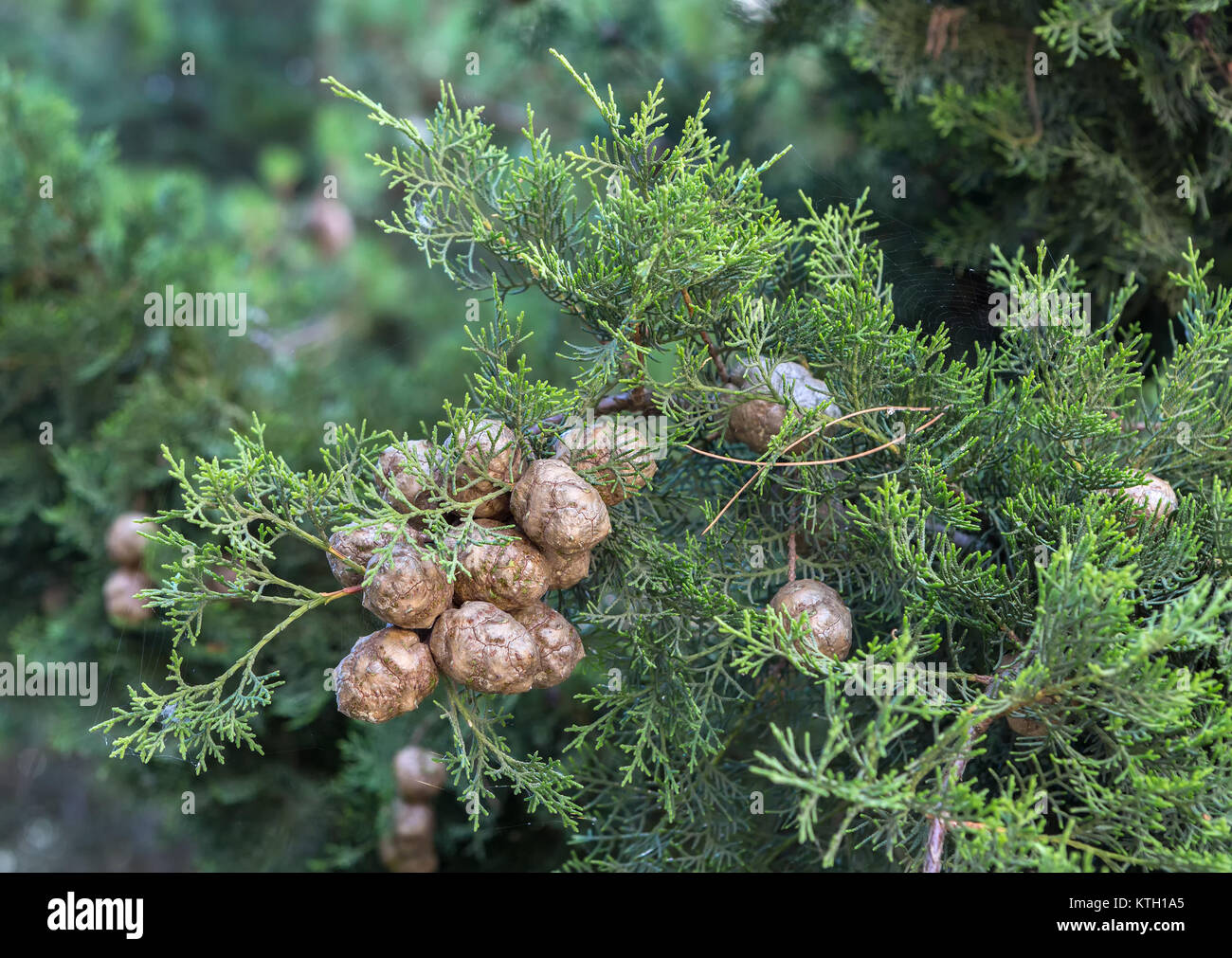 Branch of cypress with fruits Stock Photo - Alamy