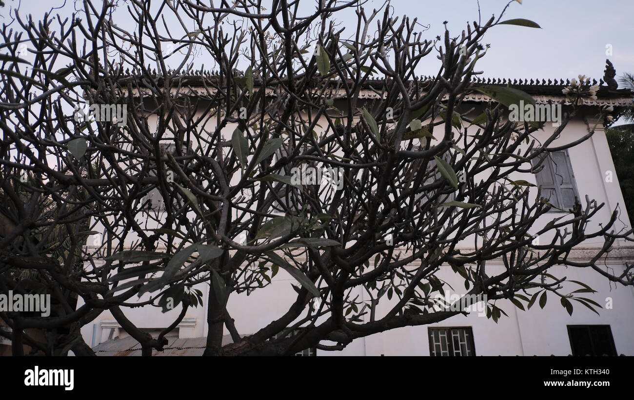 Tree in front of a building Stock Photo - Alamy