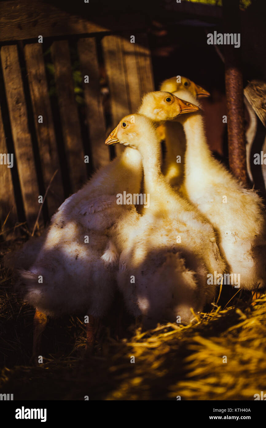 Five young goose together sit on the grass Stock Photo - Alamy