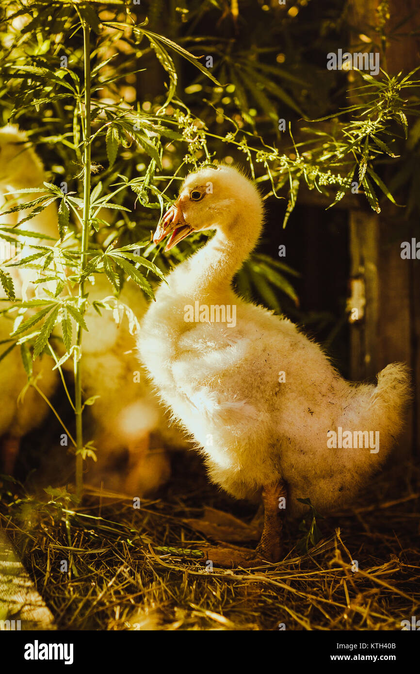 Five young goose together sit on the grass Stock Photo - Alamy