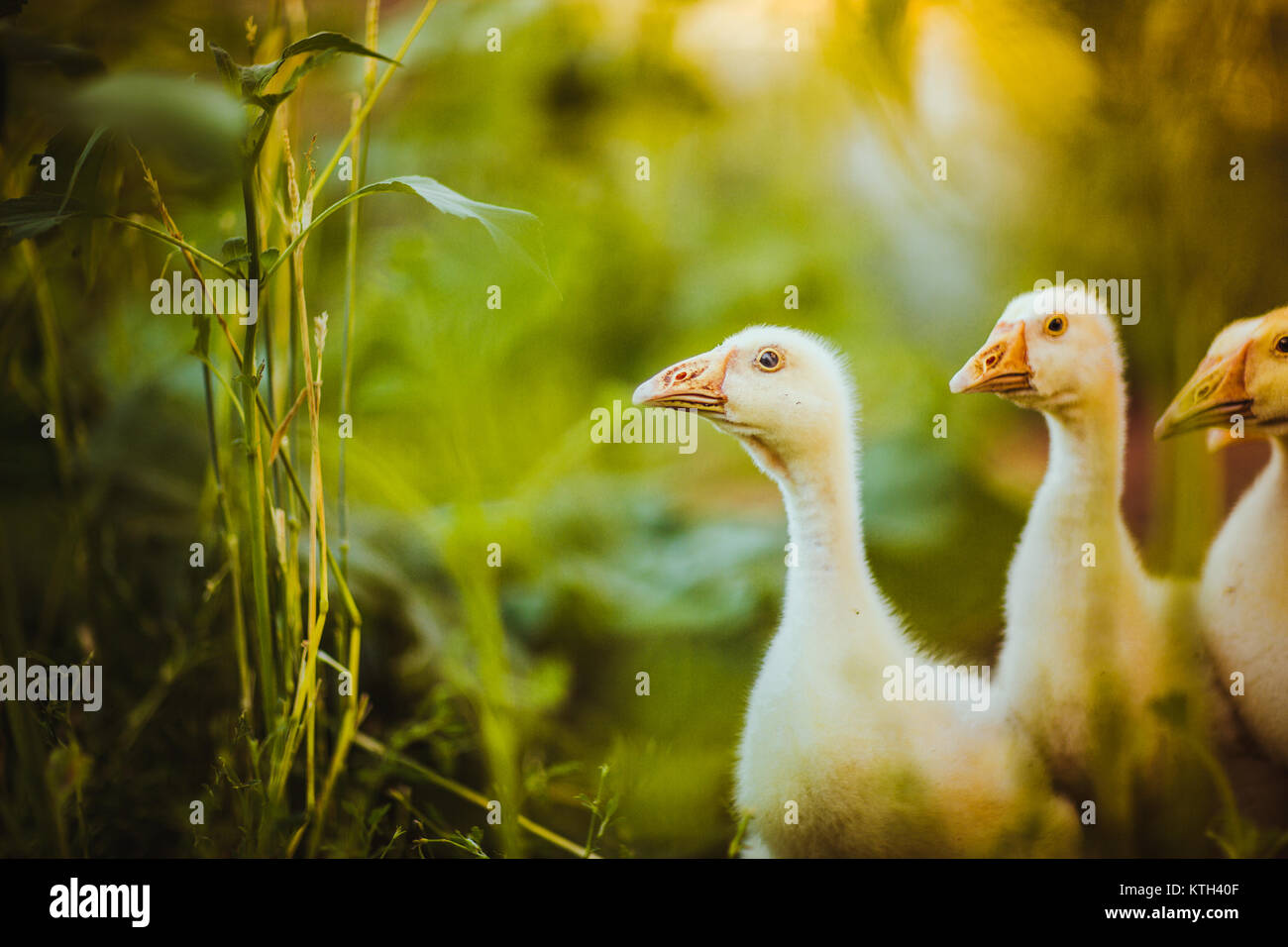 Five young goose together sit in the grass Stock Photo - Alamy