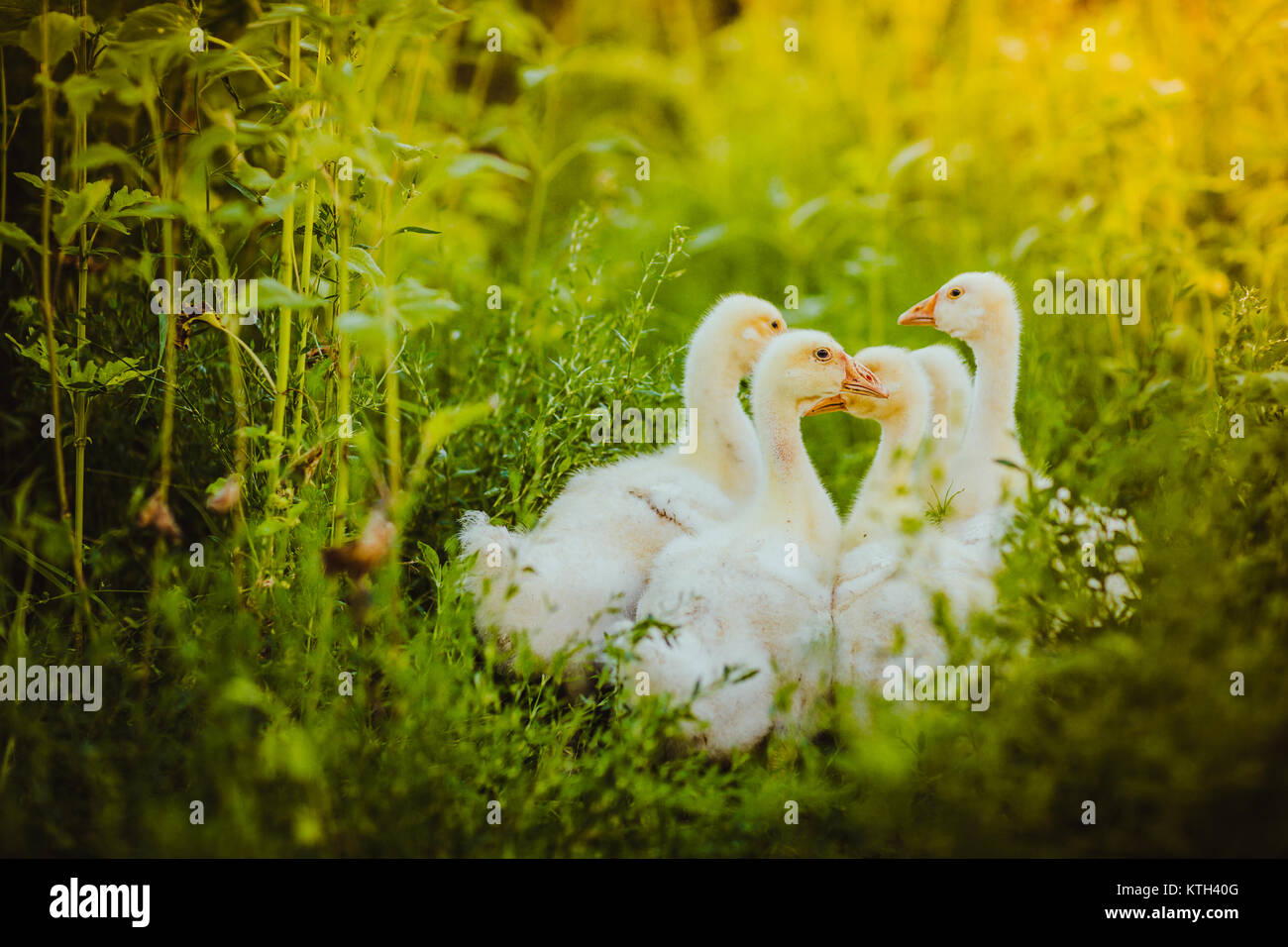 Five young goose together sit in the grass Stock Photo - Alamy