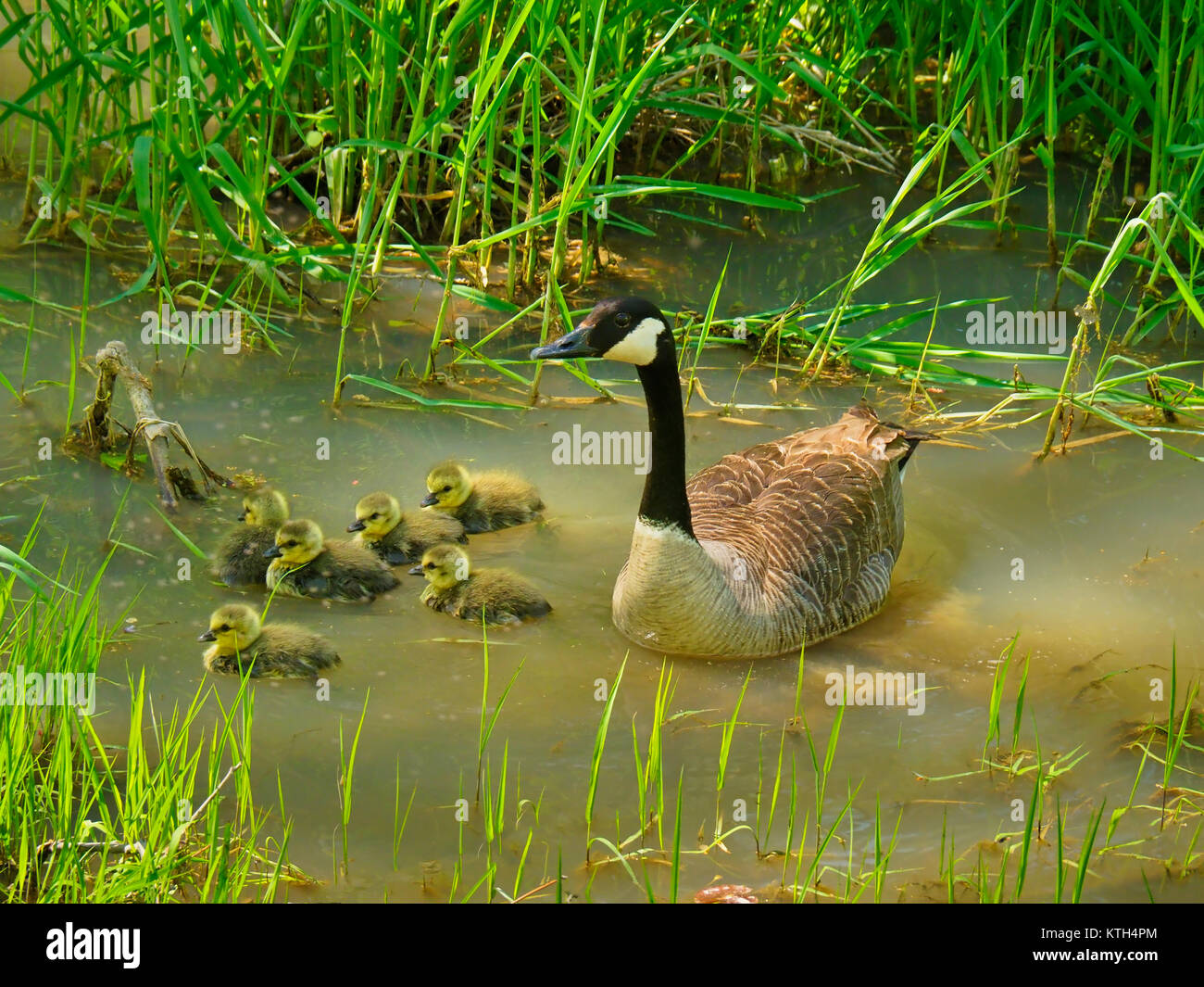 Canadian Goose and Goslings, Beaver Marsh, Cuyahoga Valley National ...