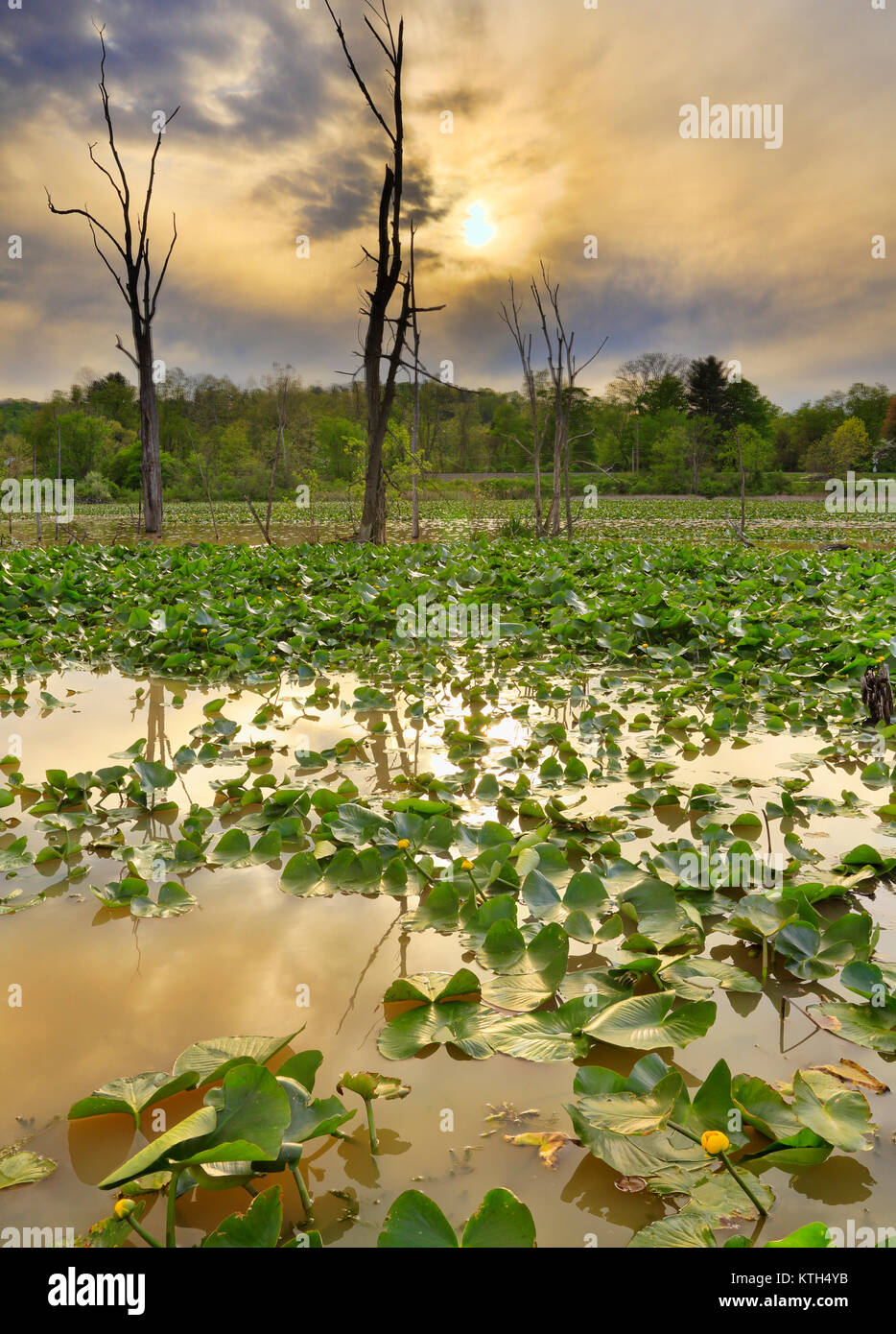 Beaver marsh hi-res stock photography and images - Alamy