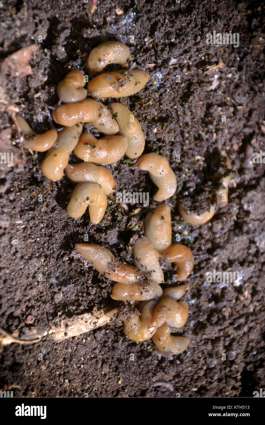 Group of slugs eating in the garden on the ground. invasion in garden ...