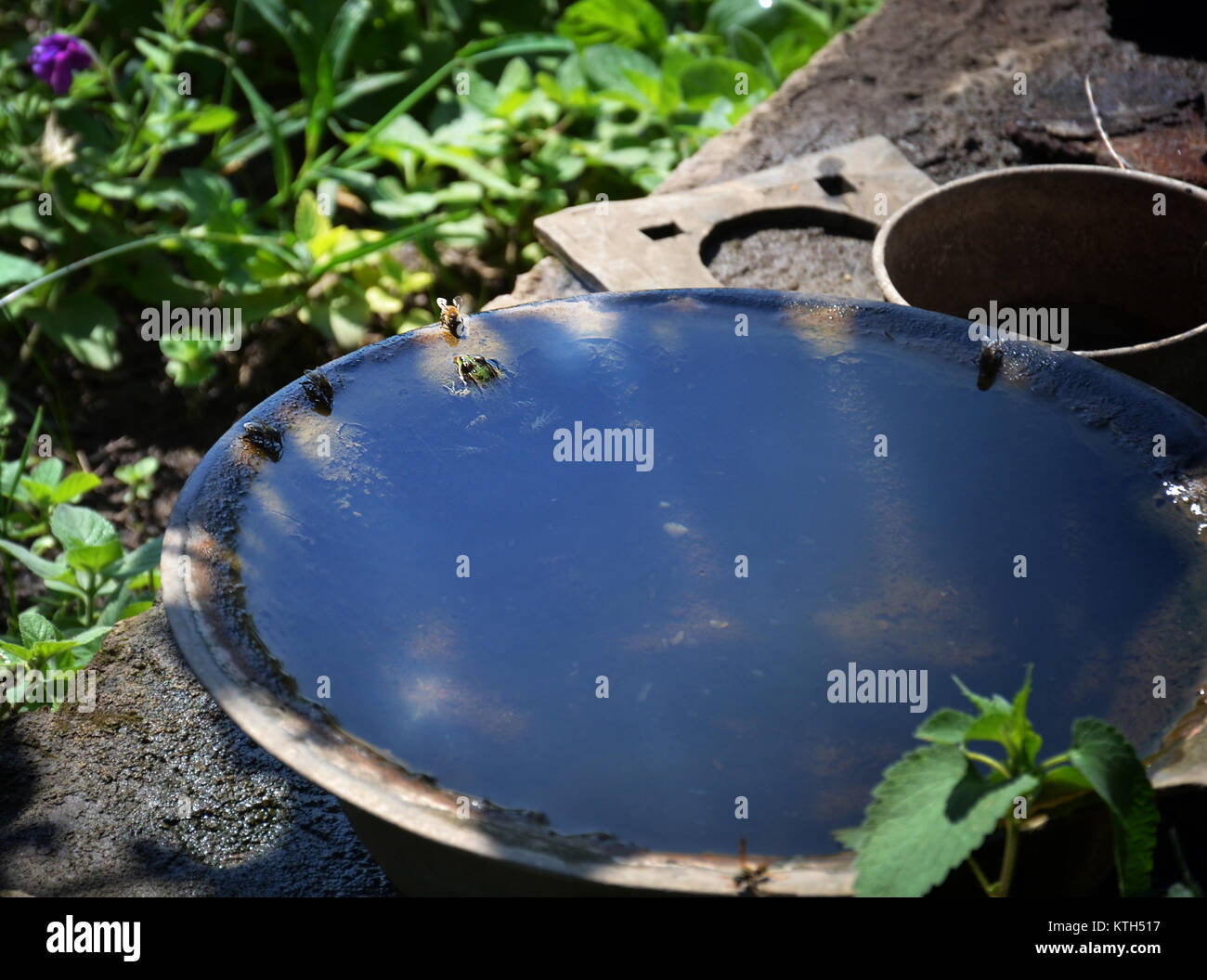 Frog bowl water hi-res stock photography and images - Alamy