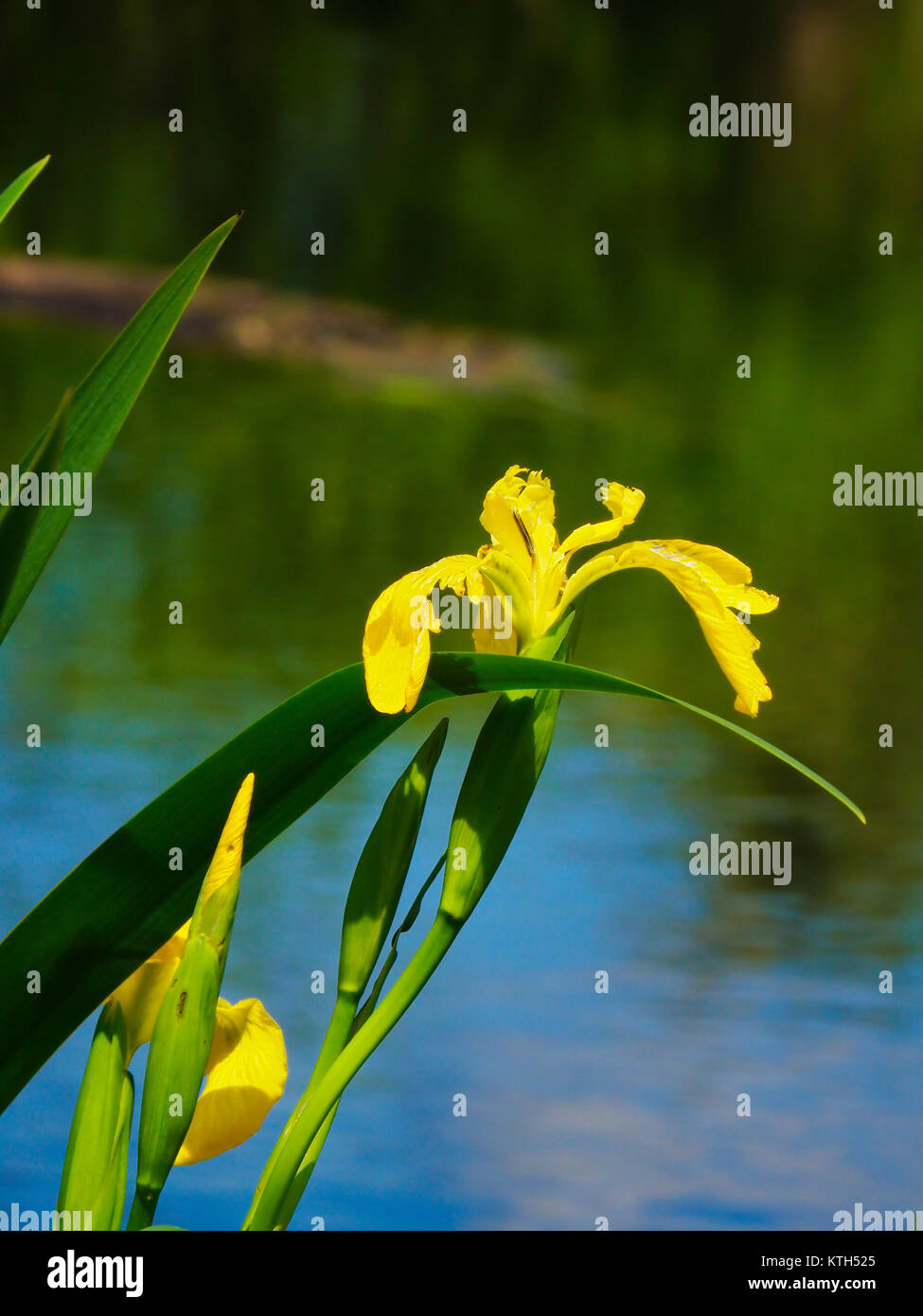 Iris, Stumpy Basin, Ohio and Erie Canal Towpath, Cuyahoga Valley ...