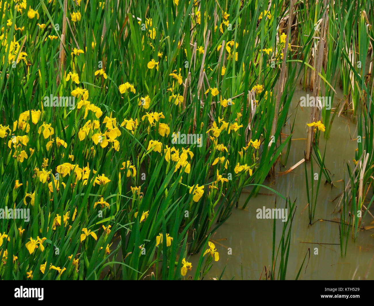 Iris, Stumpy Basin, Ohio and Erie Canal Towpath, Cuyahoga Valley ...