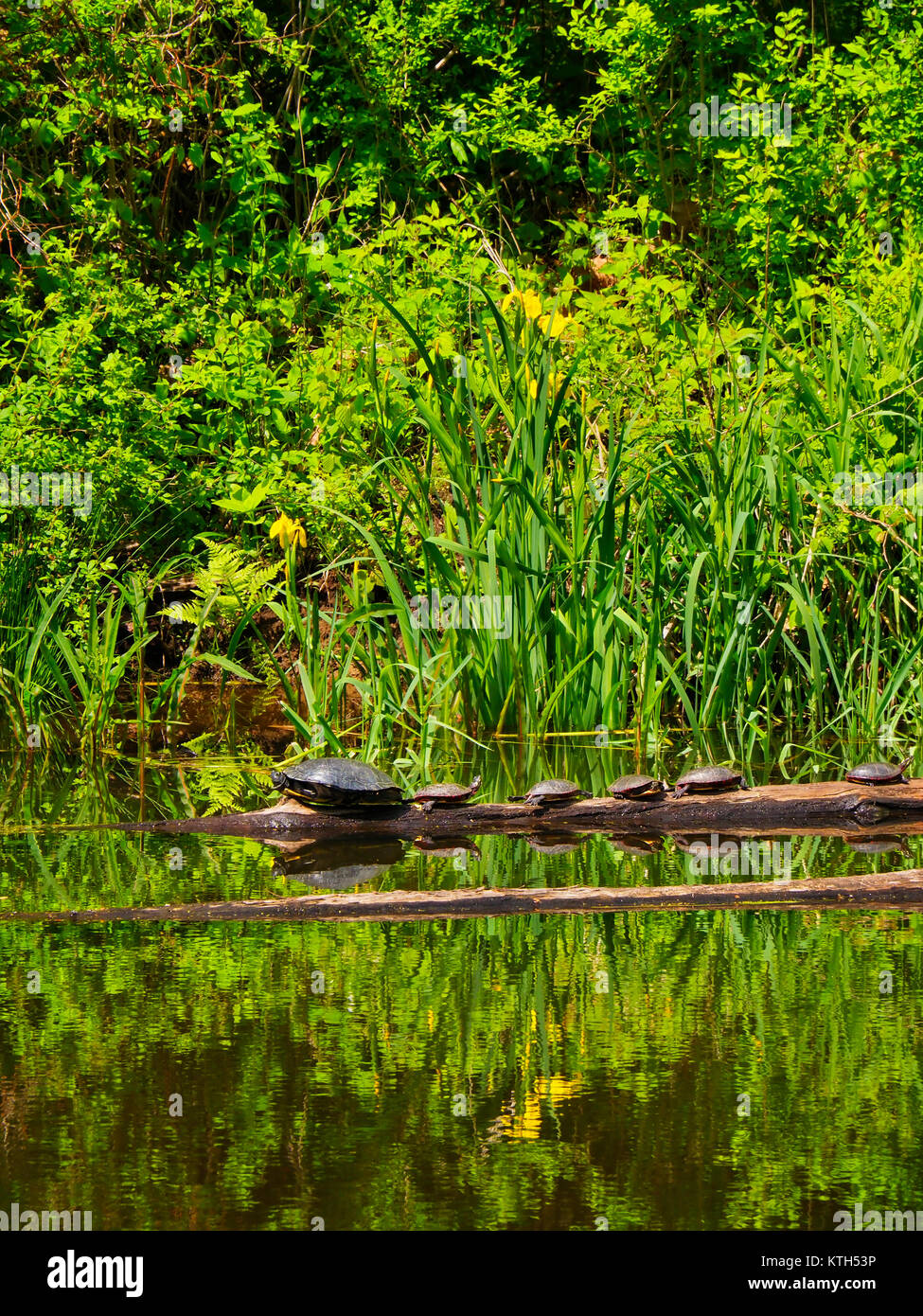 Turtles, Stumpy Basin, Ohio and Erie Canal Towpath, Cuyahoga Valley ...