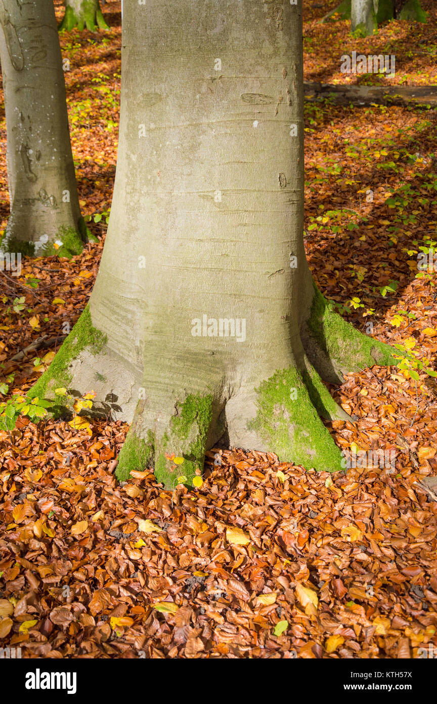 massive stem of a beech Stock Photo - Alamy