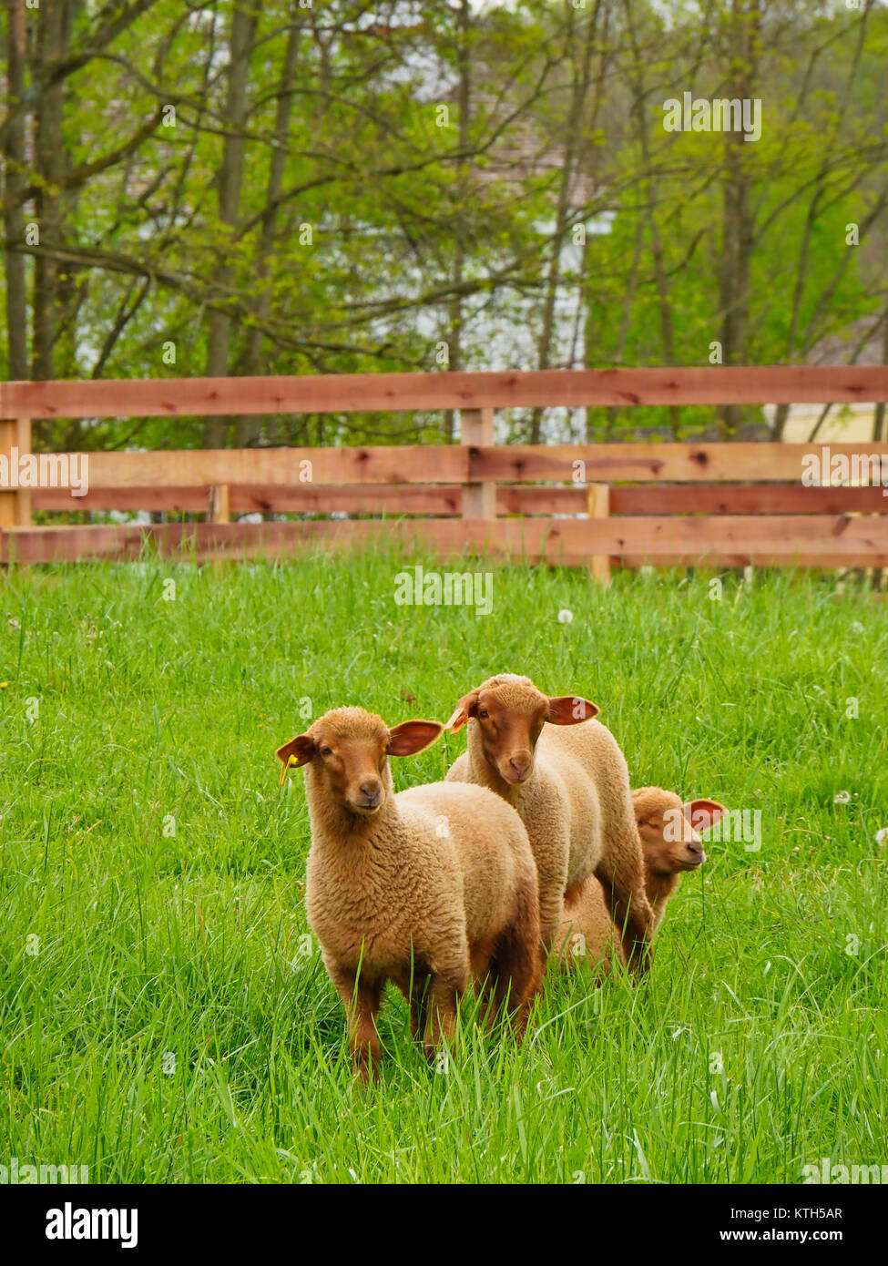 Sheep, Hale Farm and Village, Cuyahoga Valley National Park ...