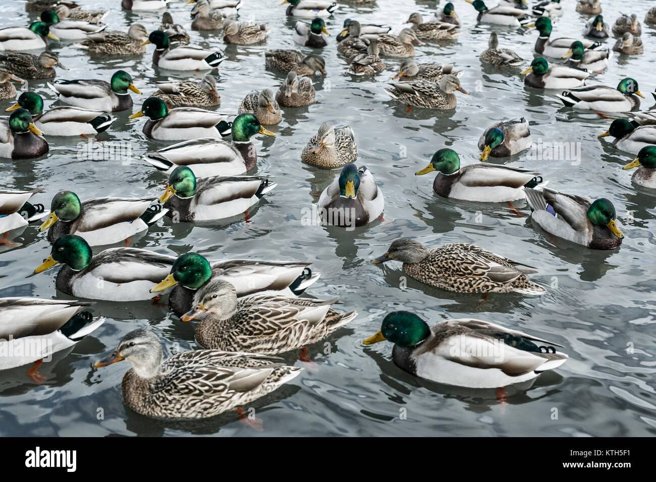 Ducks gathered on a lake side in Canada. Mating period. finding love ...