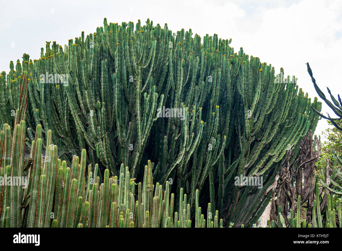 Cardon cactus flower hi-res stock photography and images - Alamy
