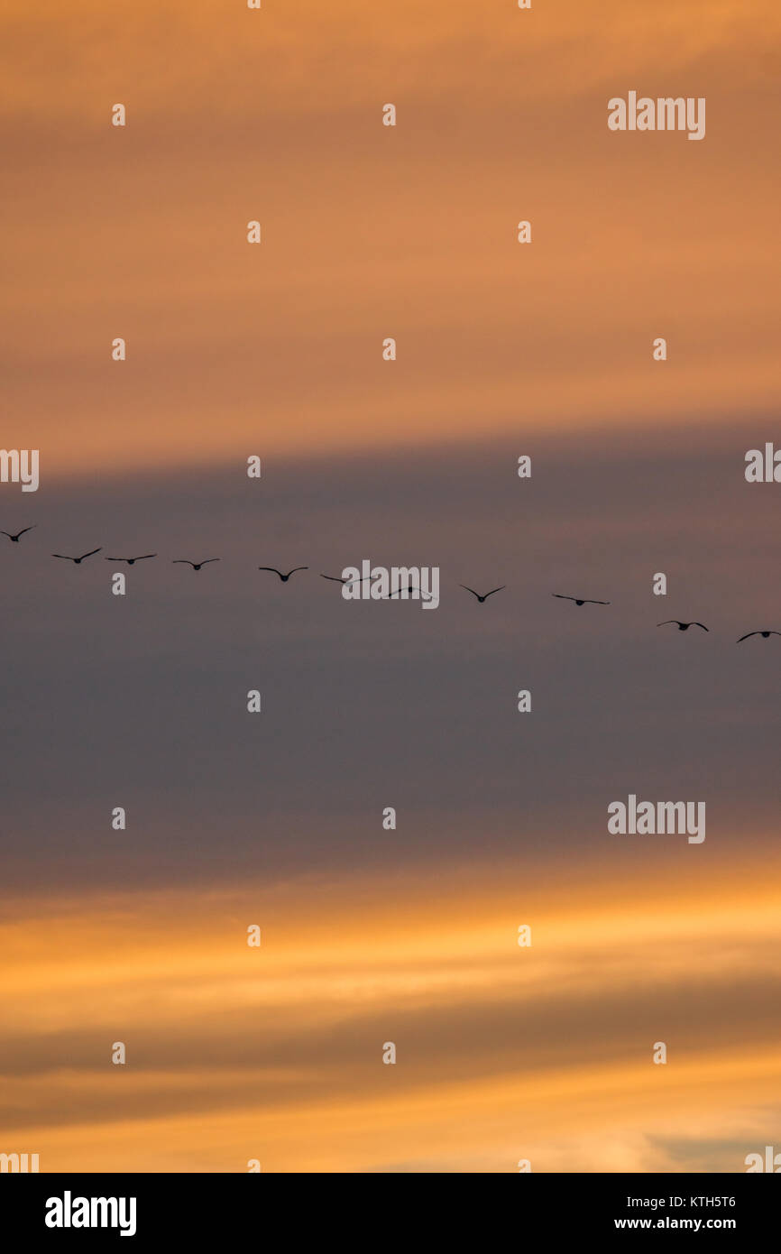 Birds flying during sunset Stock Photo - Alamy