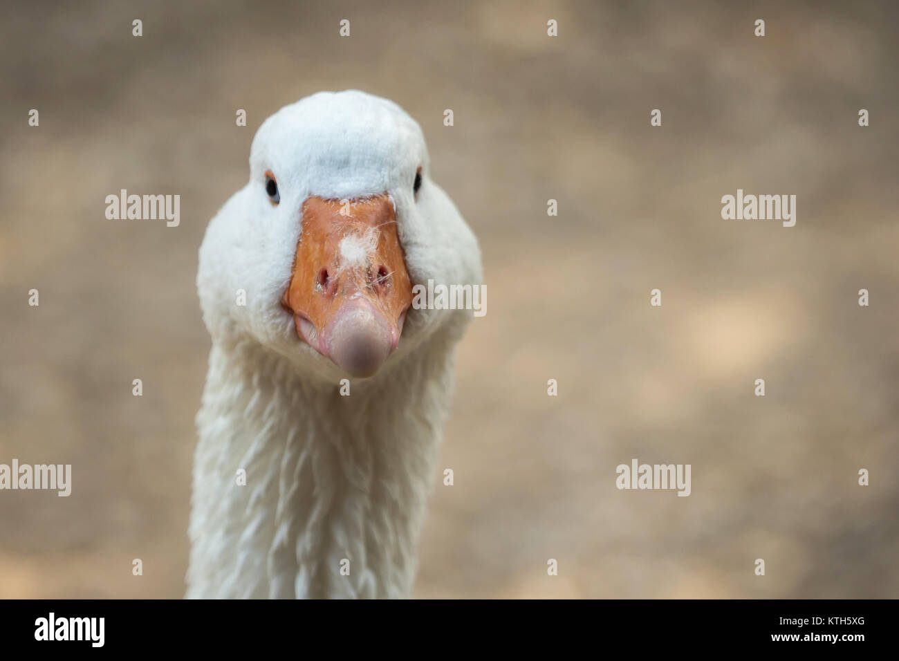 A beautiful goose looks into the camera Stock Photo - Alamy