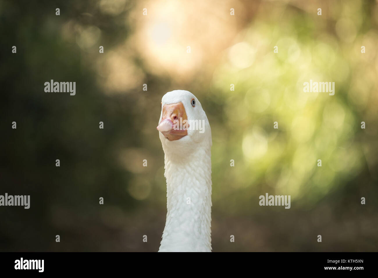 A beautiful goose looks into the camera Stock Photo - Alamy