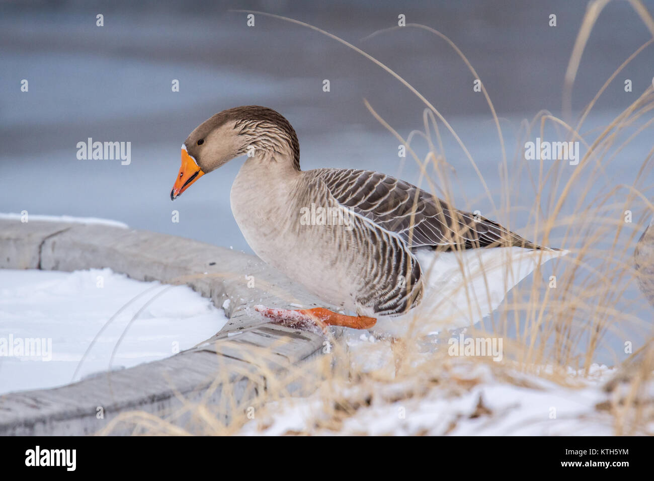 Evolution of the birds hi-res stock photography and images - Alamy