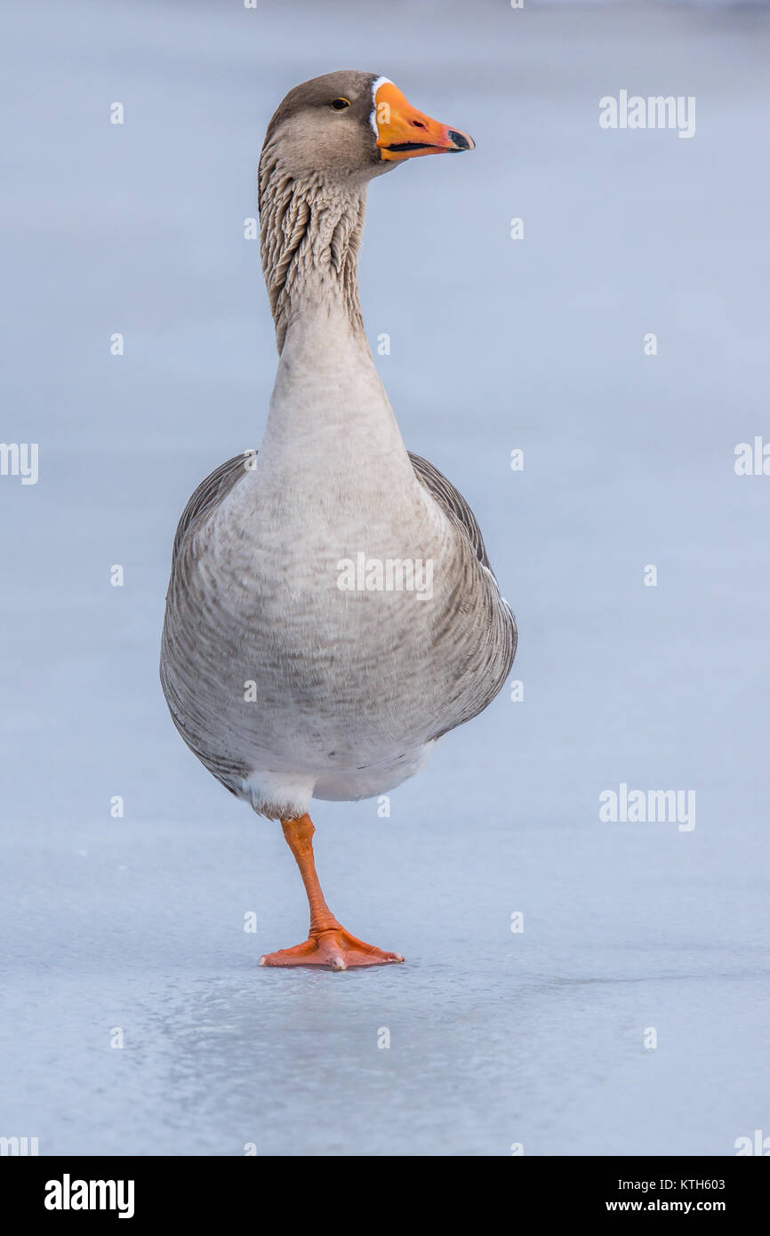 Evolution of birds hi-res stock photography and images - Alamy